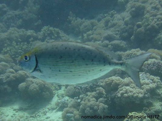 Siganus rivulatus - Site de nomadica