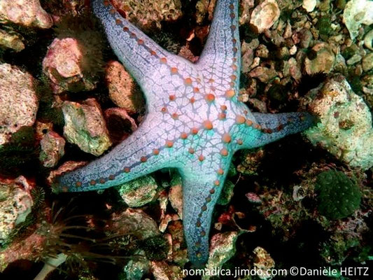 Pentaceraster alveolatus - Site de nomadica