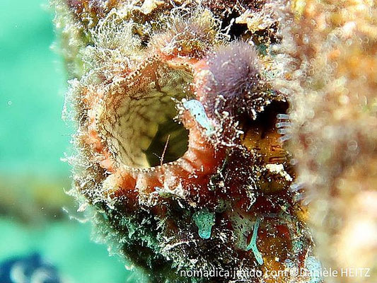 Polycarpa mytiligera - Site de nomadica