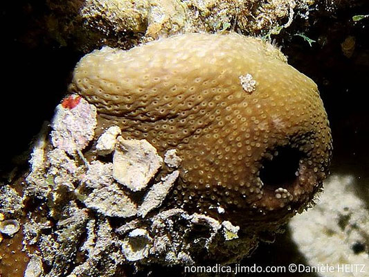 Bohadschia vitiensis - Site de nomadica