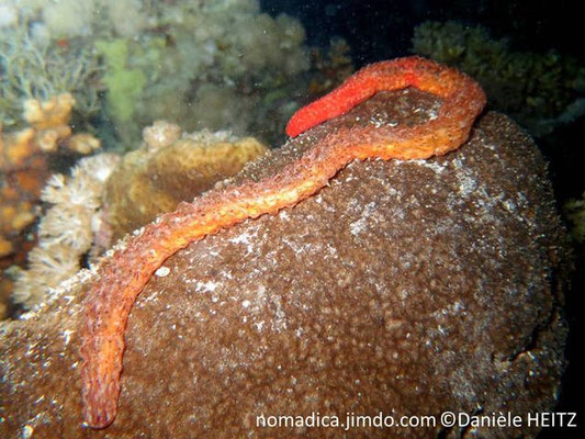 Synaptula recta - Site de nomadica