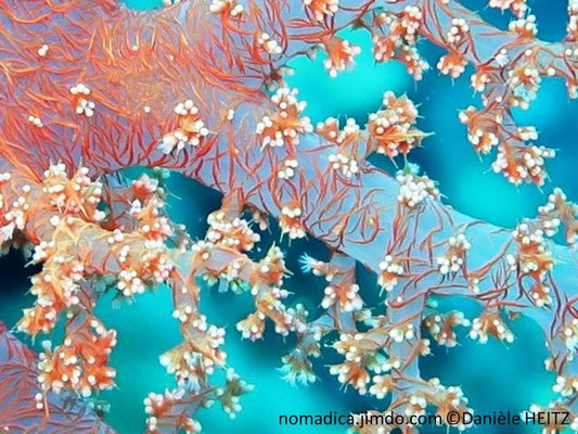 Scleronephthya corymbosa - Site de nomadica