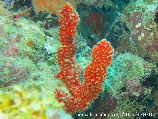 red tree sponge care