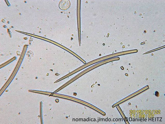 Ptilocaulis spiculifer - Site de nomadica