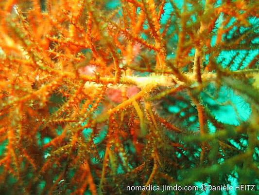Myriopathes cf myriophylla - Site de nomadica