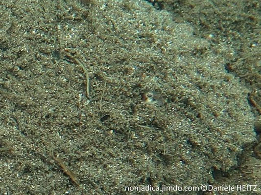 Brachirus heterolepis - Site de nomadica