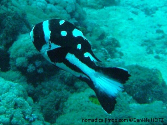 Macolor Niger - Site de nomadica