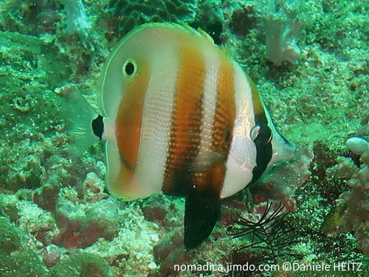 Coradion chrysozonus - Site de nomadica