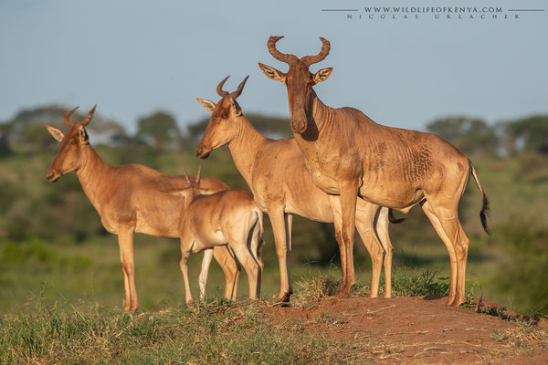 hartebeest