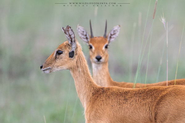 oribi antelope