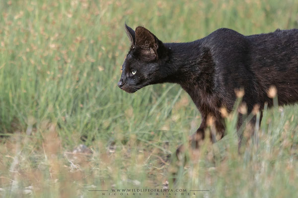 black serval