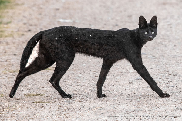 black serval