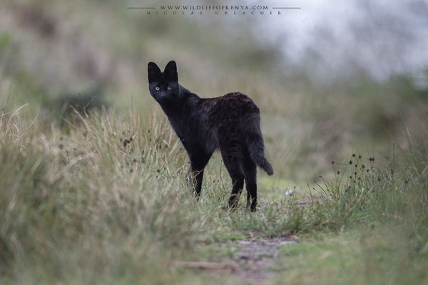 black serval