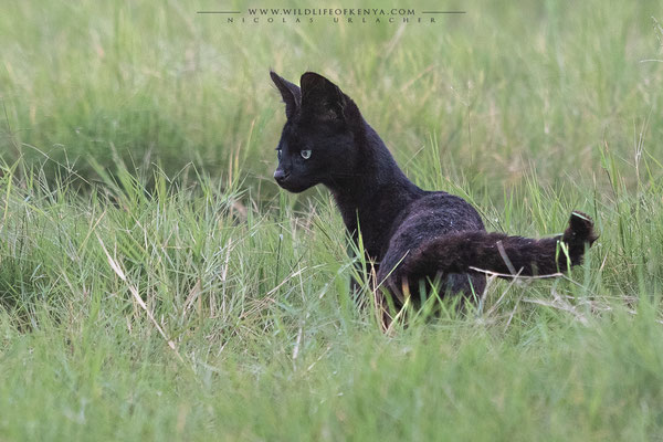 black serval cat