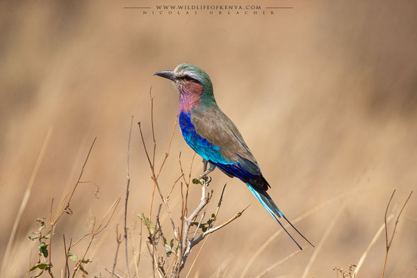 lilac breasted roller