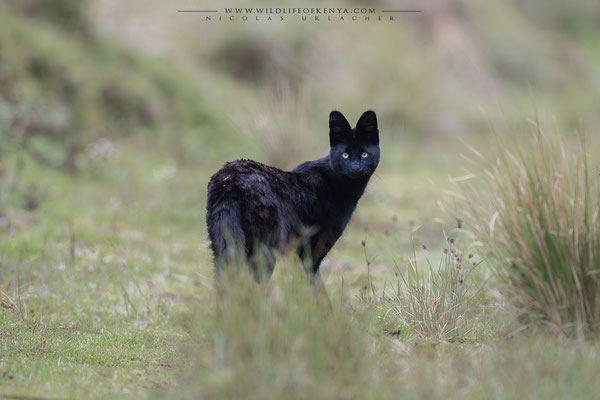 melanistic serval