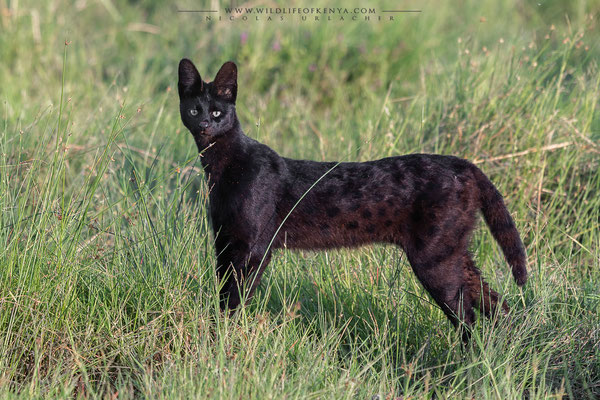 black serval