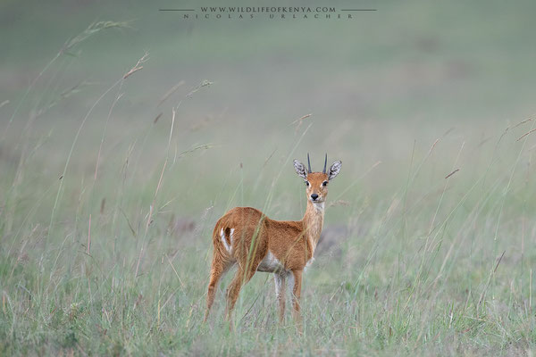 oribi antelope