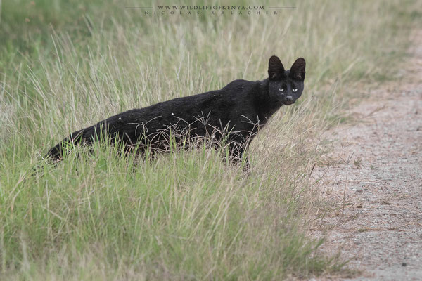 melanistic serval