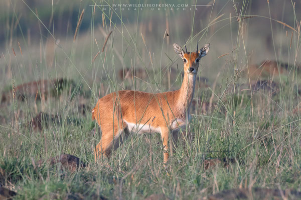 oribi antelope