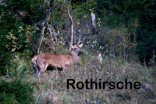 Wildtiere Schweiz - nature-pics Urs Grossniklaus Bilder ...