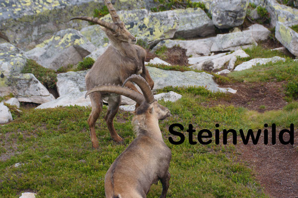 Wildtiere Schweiz - nature-pics Urs Grossniklaus Bilder ...