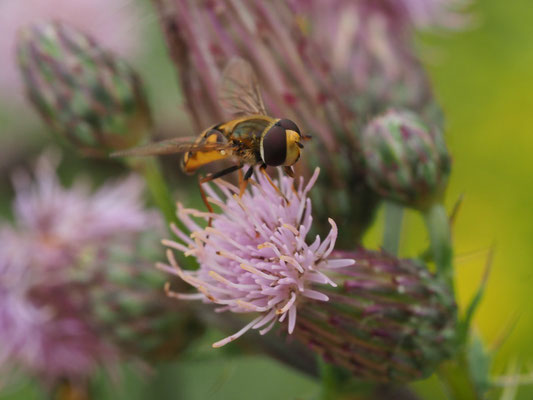 Gemeine Feldschwebfliege, Eupeodes corollae (syn. Metasyrphus corollae ...