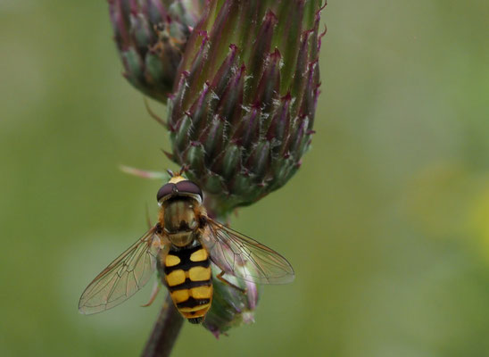 Gemeine Feldschwebfliege, Eupeodes corollae (syn. Metasyrphus corollae ...
