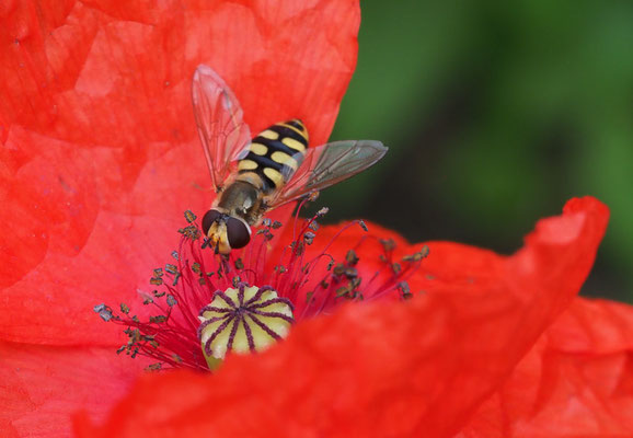 Gemeine Feldschwebfliege, Eupeodes corollae (syn. Metasyrphus corollae ...