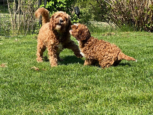 Welpen unserer Kinderstube - cavapoo-zuchts Webseite!