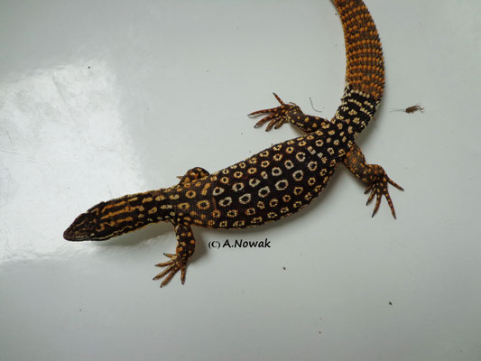 Varanus acanthurus brachyurus - Zucht und Haltung australischer Warane ...