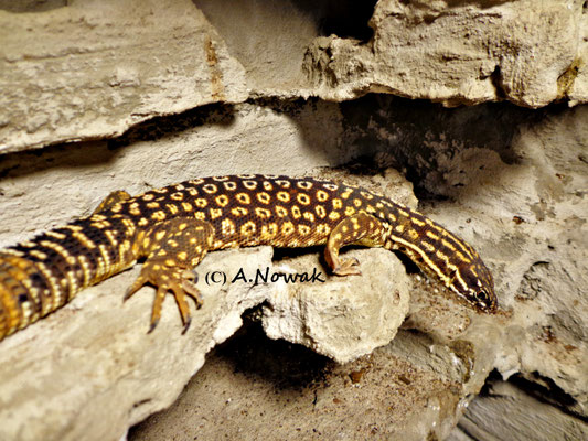 Varanus acanthurus brachyurus - Zucht und Haltung australischer Warane ...