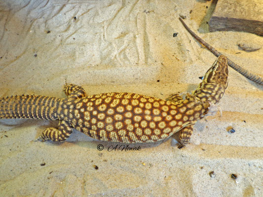 Varanus acanthurus brachyurus - Zucht und Haltung australischer Warane ...