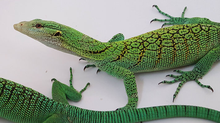 Varanus prasinus - Zucht und Haltung australischer Warane und Echsen