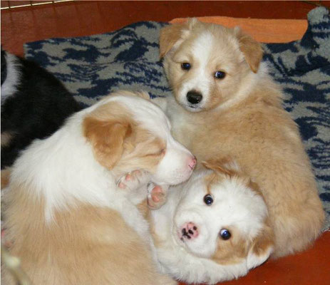 Les couleurs de robe chez l'australien - Allées Brumeuses