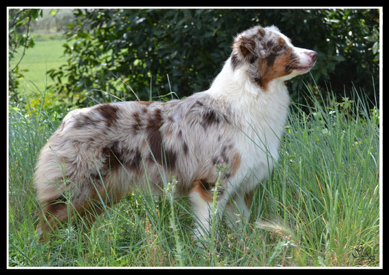 Les couleurs de robe chez l'australien - Allées Brumeuses