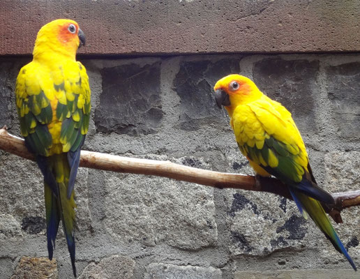 Sittich... - vogelnatur2s Webseite!