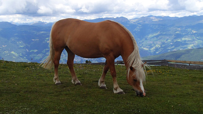 flowers & animals - DWP - photography