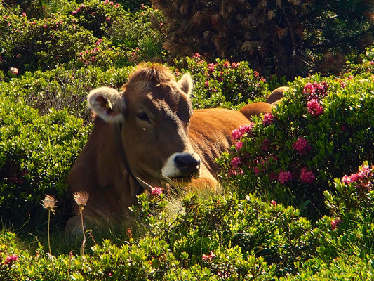 flowers & animals - DWP - photography