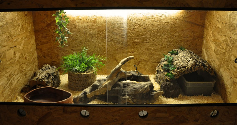 Python regius (Der Königspython) - HaZe-Reptiles