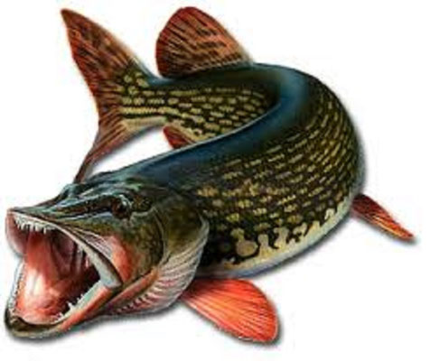 peche des carnassiers - Site de noscarnassiersdeaudouce