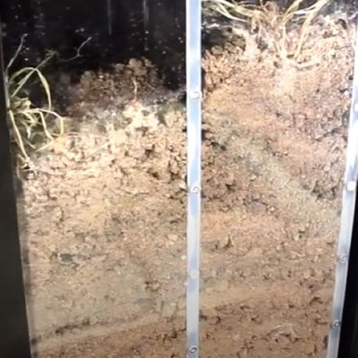 Root & Rhizosphere Monitoring - Rhizobox - Vienna Scientific