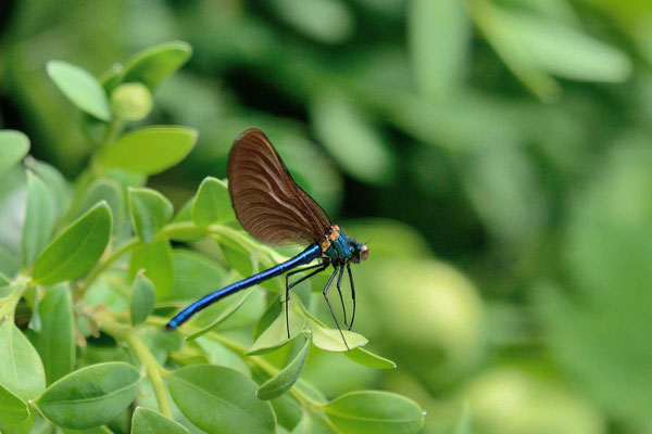 Libellules - Site de jm-nature