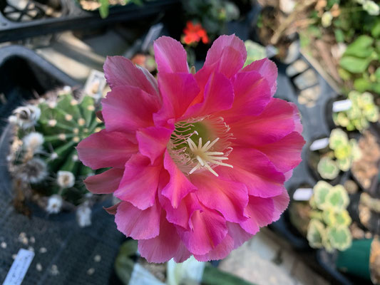 花サボテンの部屋 - tephrocactus ページ! 花サボテンの部屋 - tephrocactus ページ!