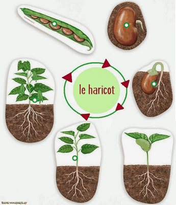 Cycle de vie HARICOT - La Classe de Barnabé
