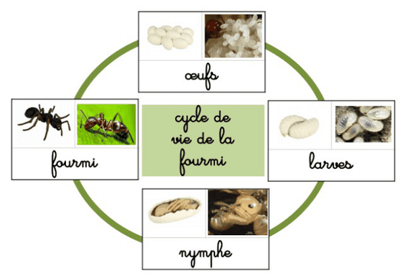 Cycle de vie FOURMI - La Classe de Barnabé
