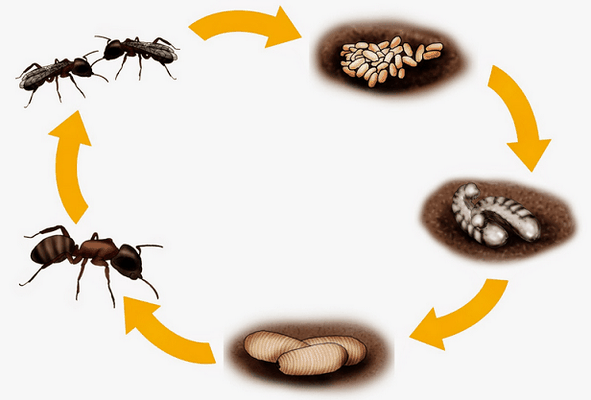 Cycle de vie FOURMI - La Classe de Barnabé