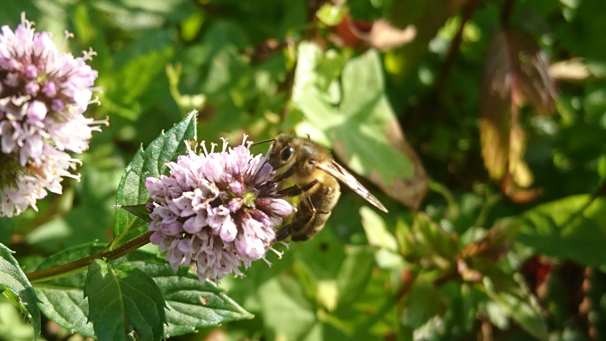 La boutique de notre collection de menthes - Site de chenedecaux