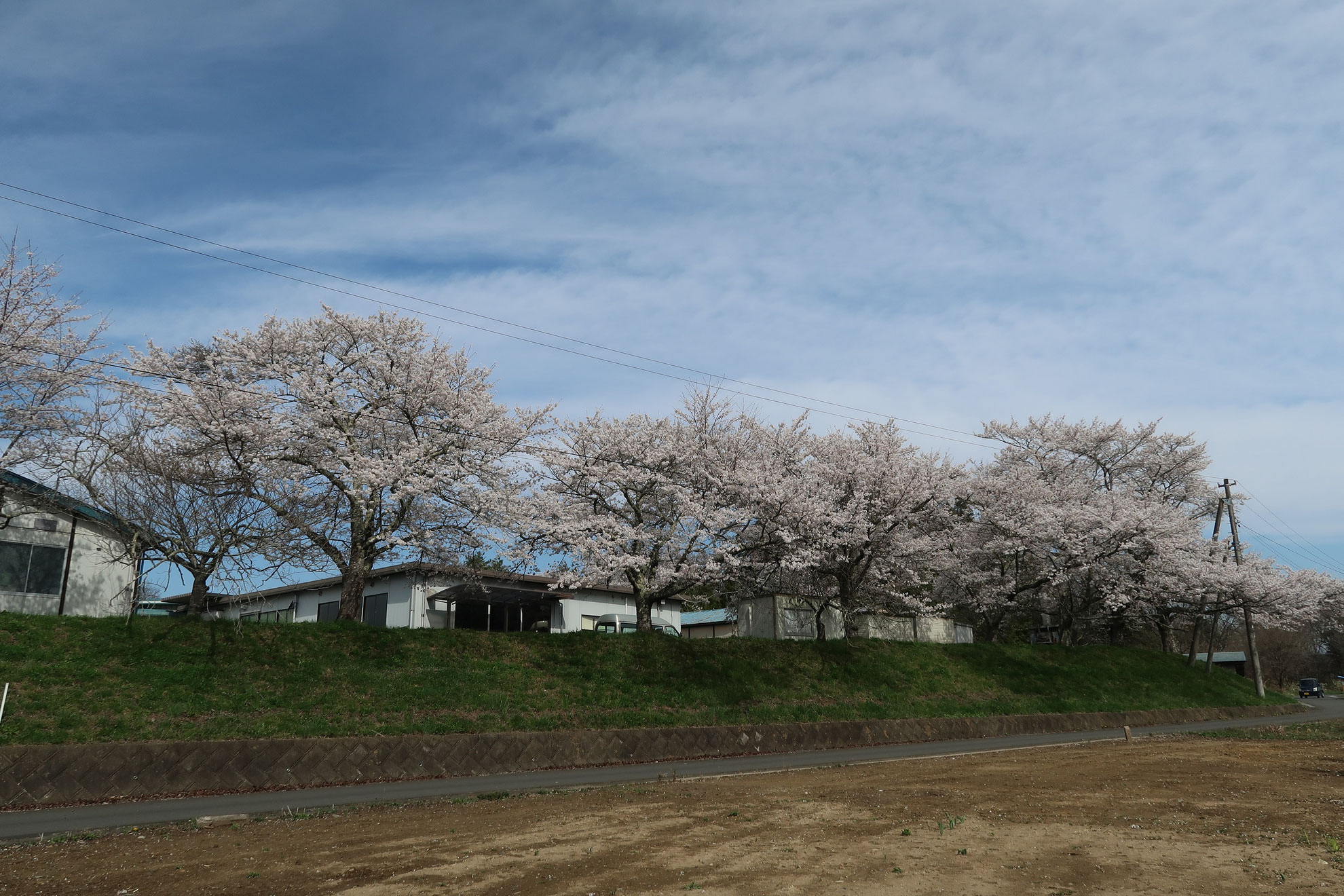 令和5年の桜 - mio-tec ページ！