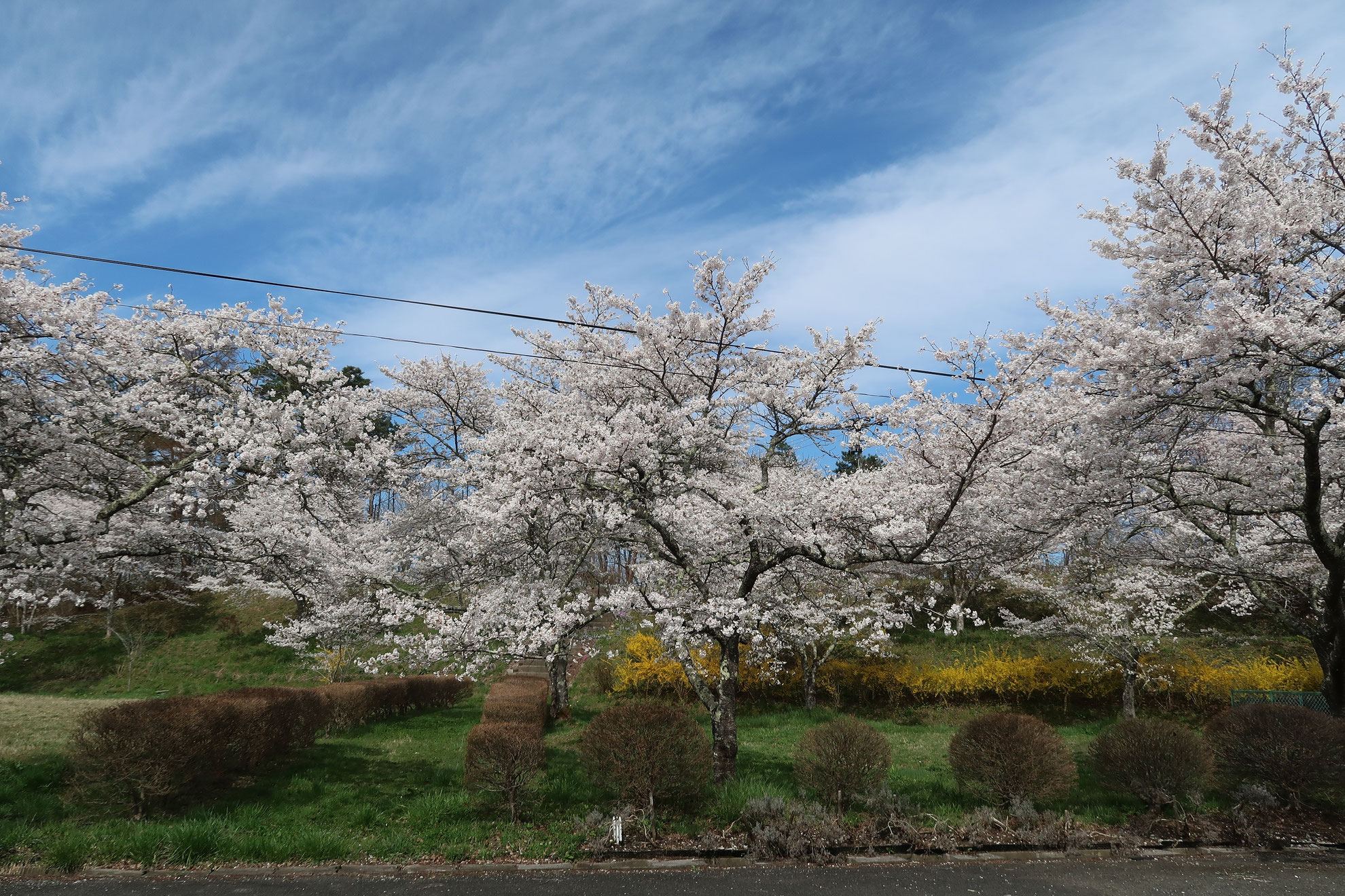 令和5年の桜 - mio-tec ページ！